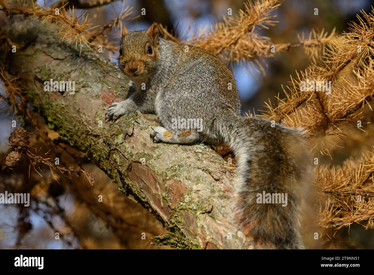 UK Grey Squirrel Sciurus Carolinensis At TheRoyal Botanic Gardens ...