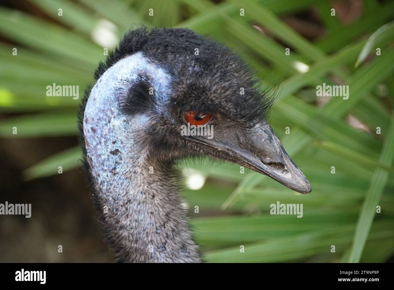 Emu baby hi-res stock photography and images - Alamy
