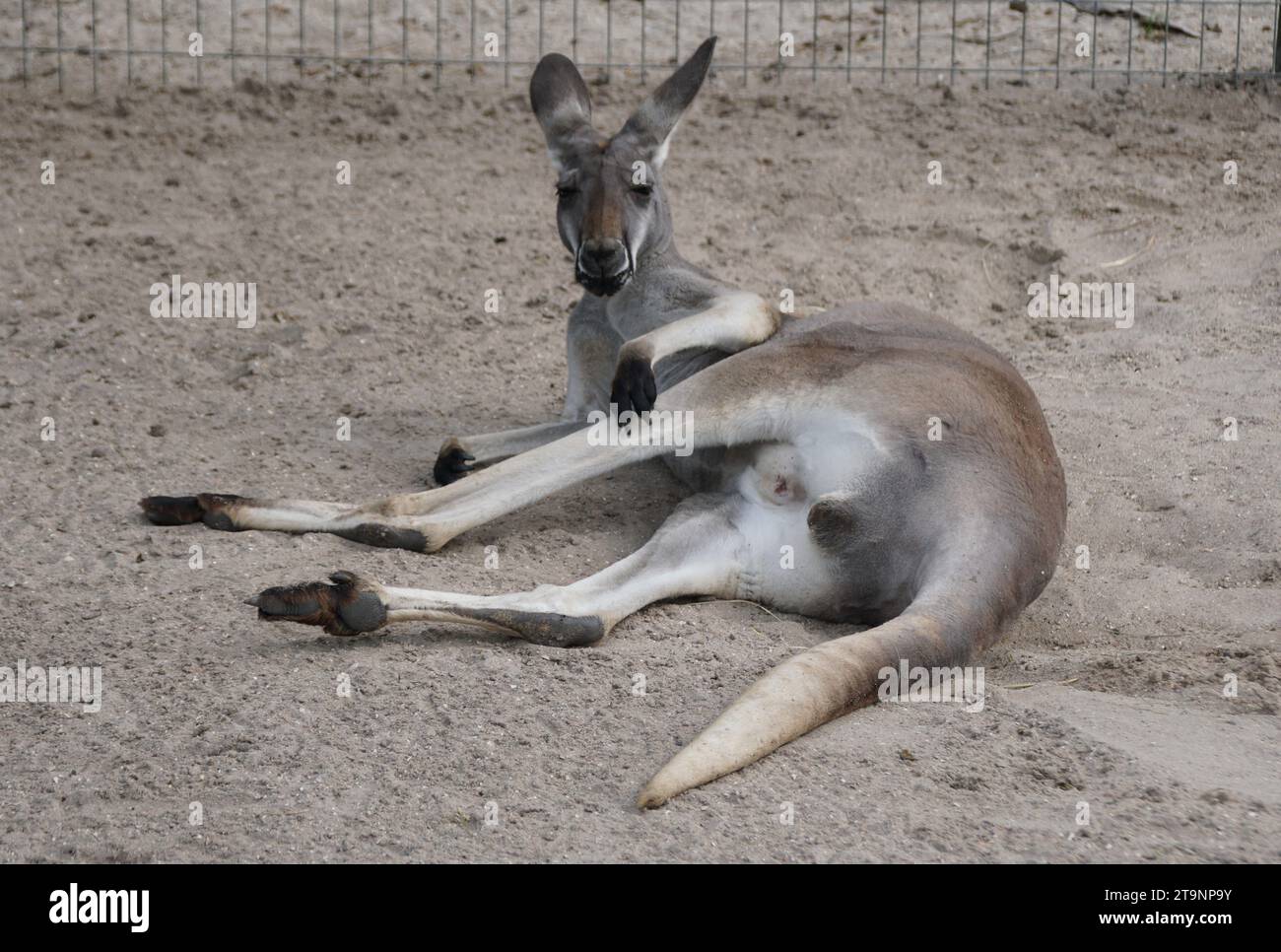 Kangaroo laying down hi-res stock photography and images - Alamy