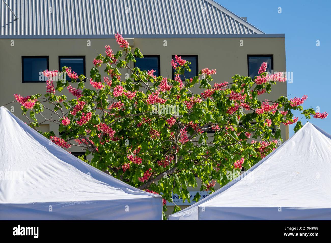Beautiful flowers in bloom in the Nelson New Zealand Farmers Market ...