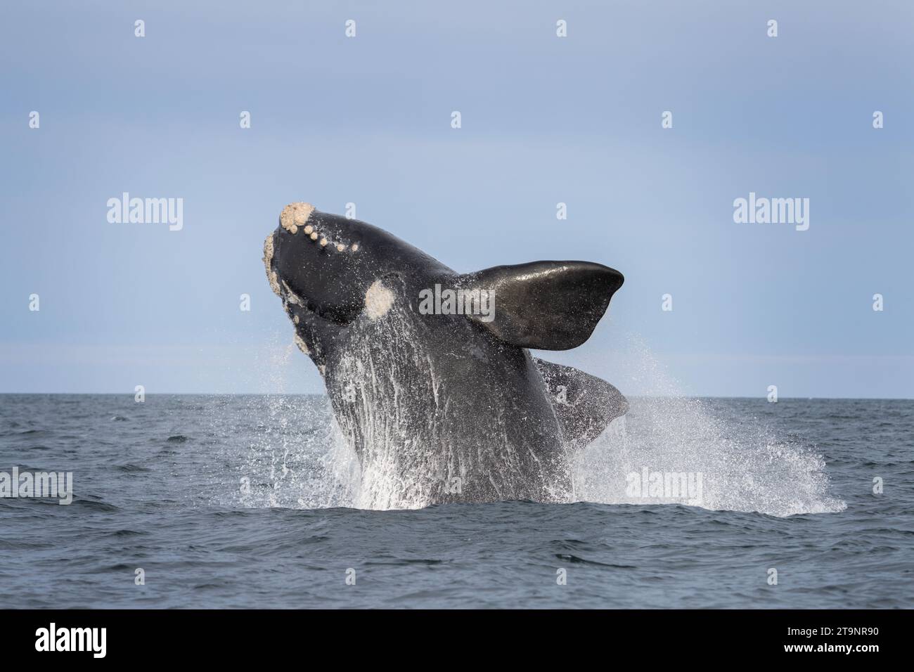 Southern right whale is breaching around the Valdés peninsula. Rare ...