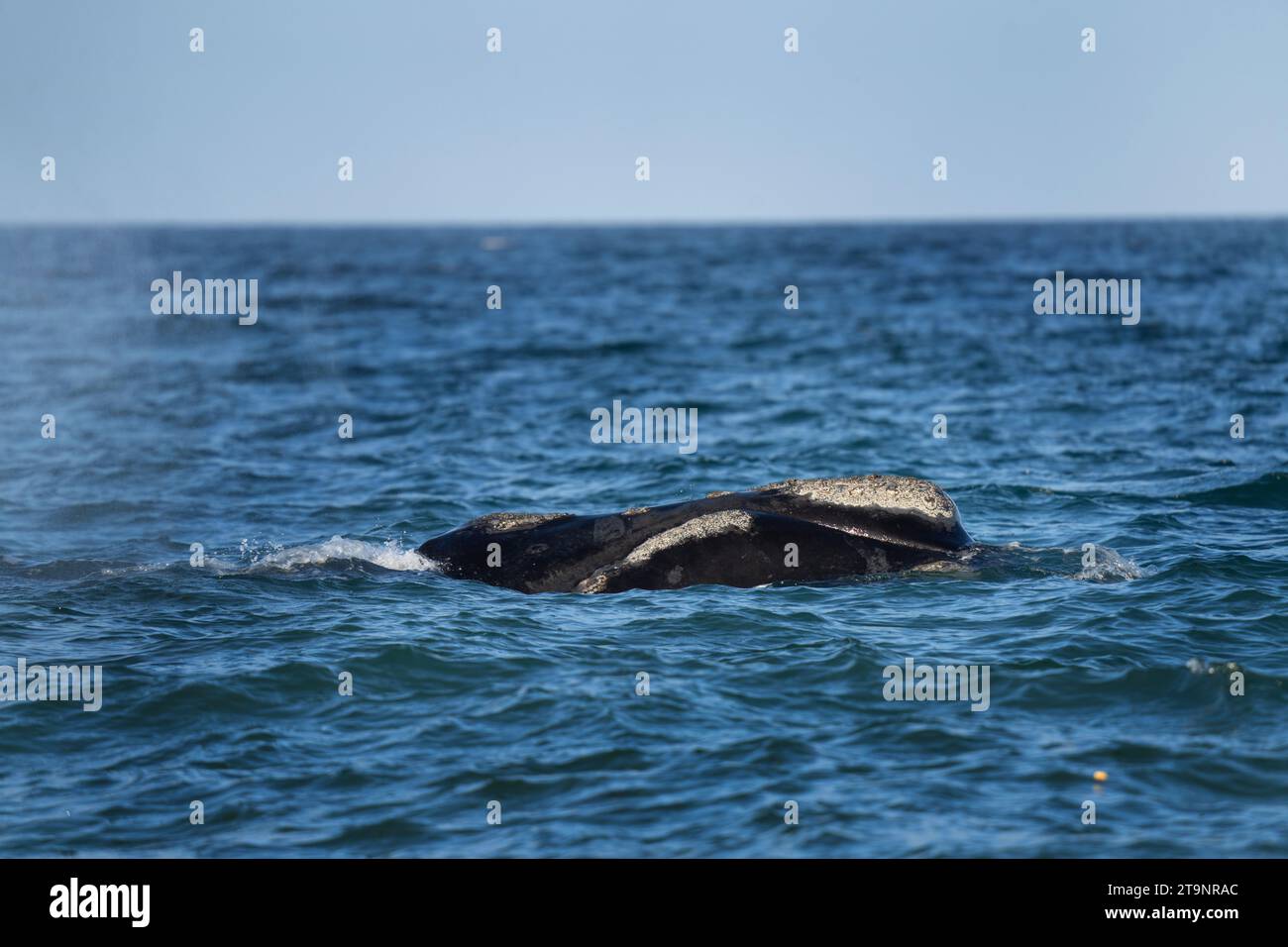 Southern right whale is breathing around the Valdés peninsula. Rare ...