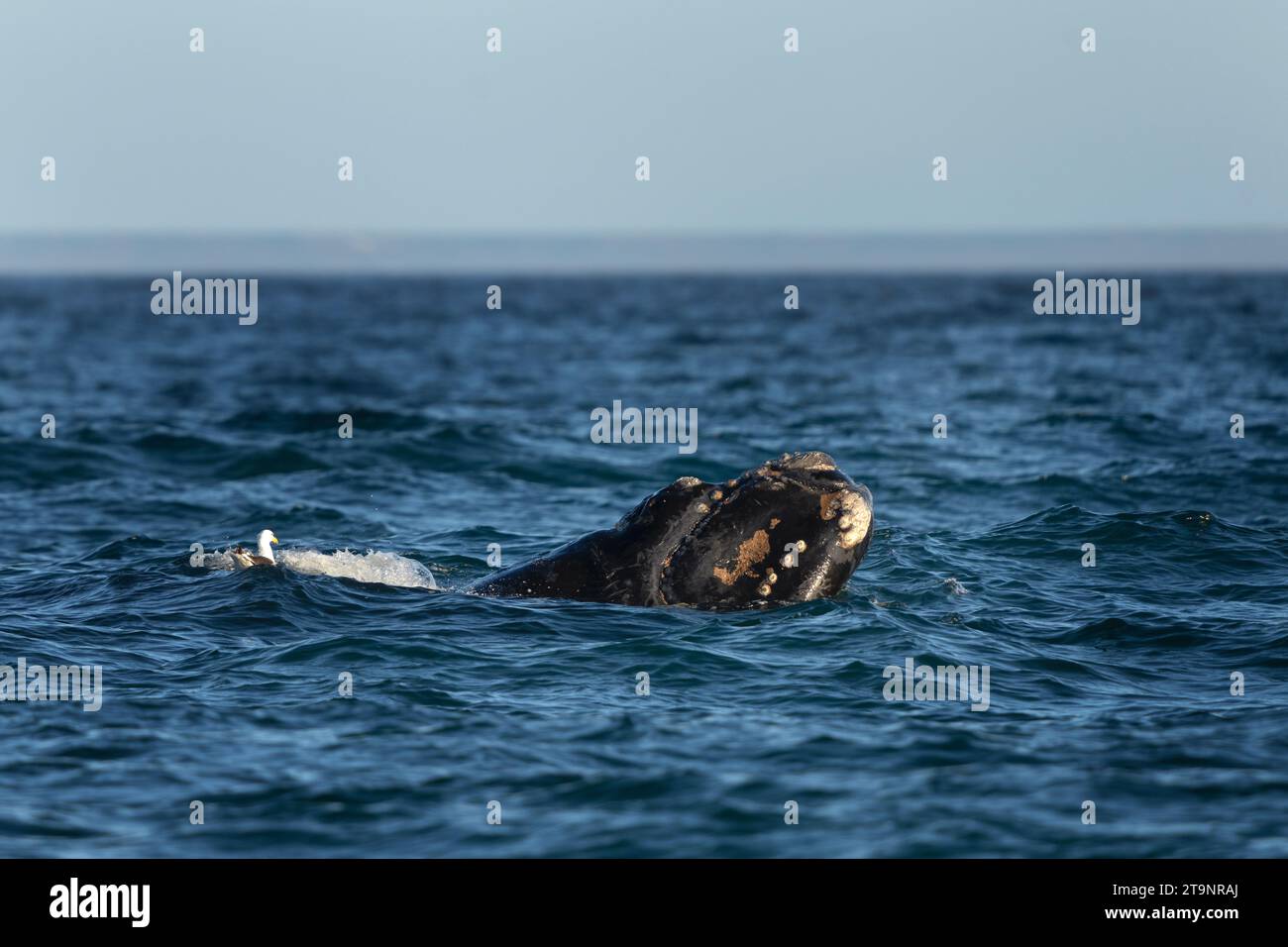 Southern right whale is breathing around the Valdés peninsula. Rare ...