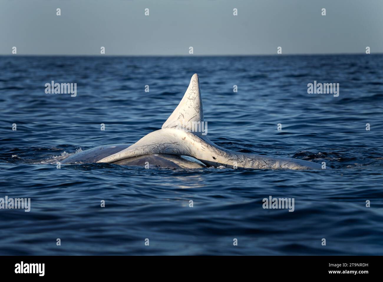 Southern right whale is breathing around the Valdés peninsula. Rare ...