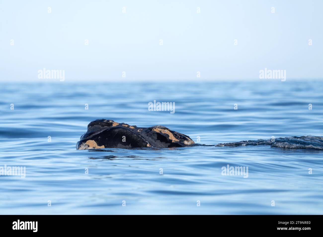 Southern right whale is breathing around the Valdés peninsula. Rare ...