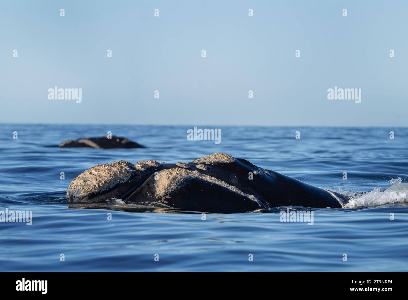 Southern right whale is breathing around the Valdés peninsula. Rare ...