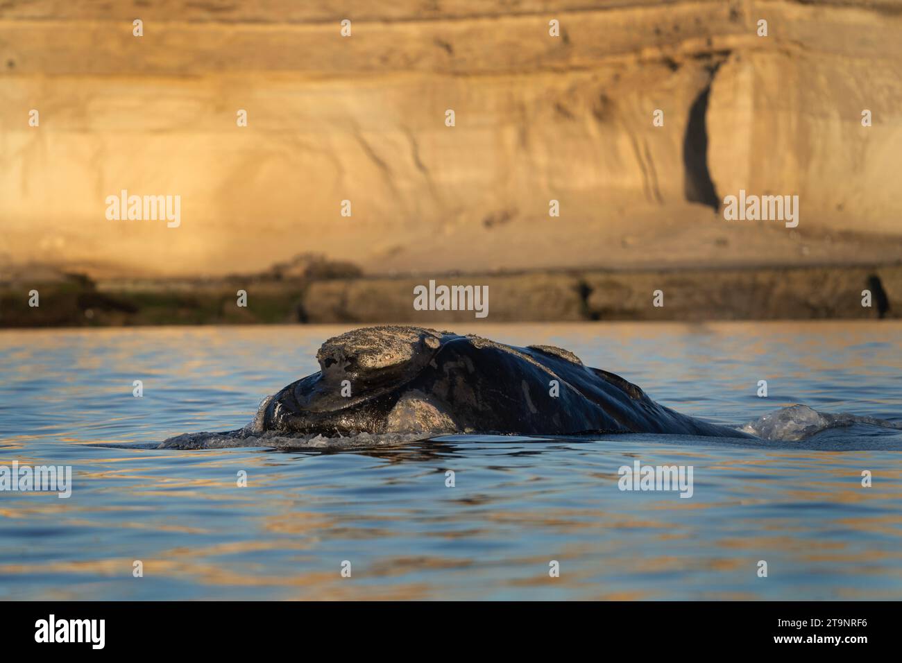 Southern right whale is breathing around the Valdés peninsula. Rare ...