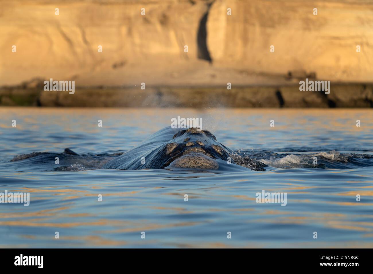 Southern right whale is breathing around the Valdés peninsula. Rare ...