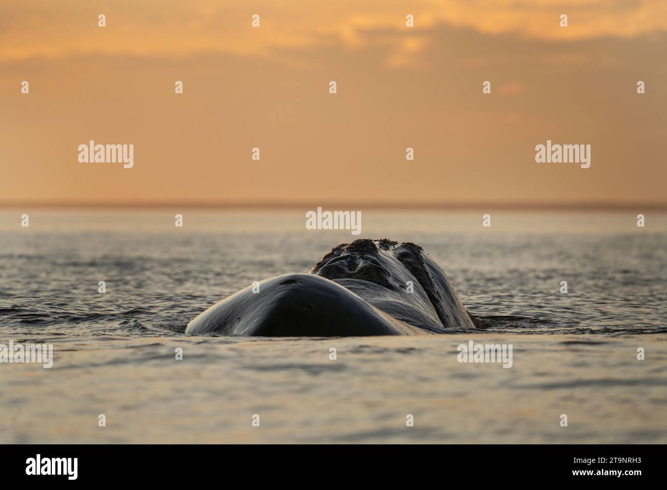 Southern right whale is breathing around the Valdés peninsula. Rare ...