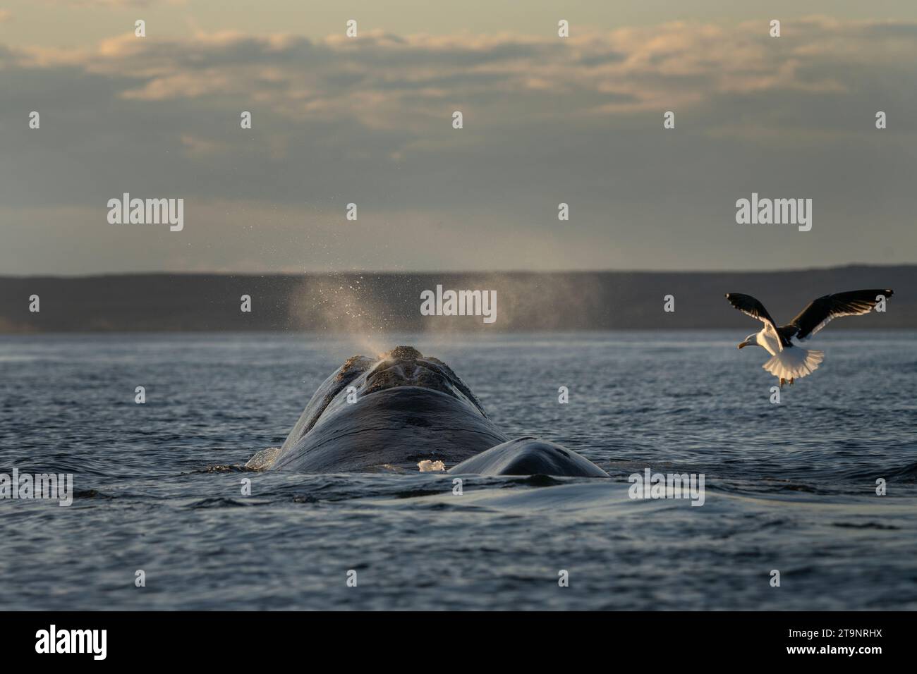 Southern right whale is breathing around the Valdés peninsula. Rare ...
