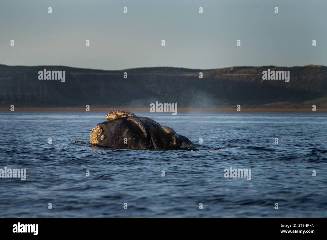 Southern right whale is breathing around the Valdés peninsula. Rare ...