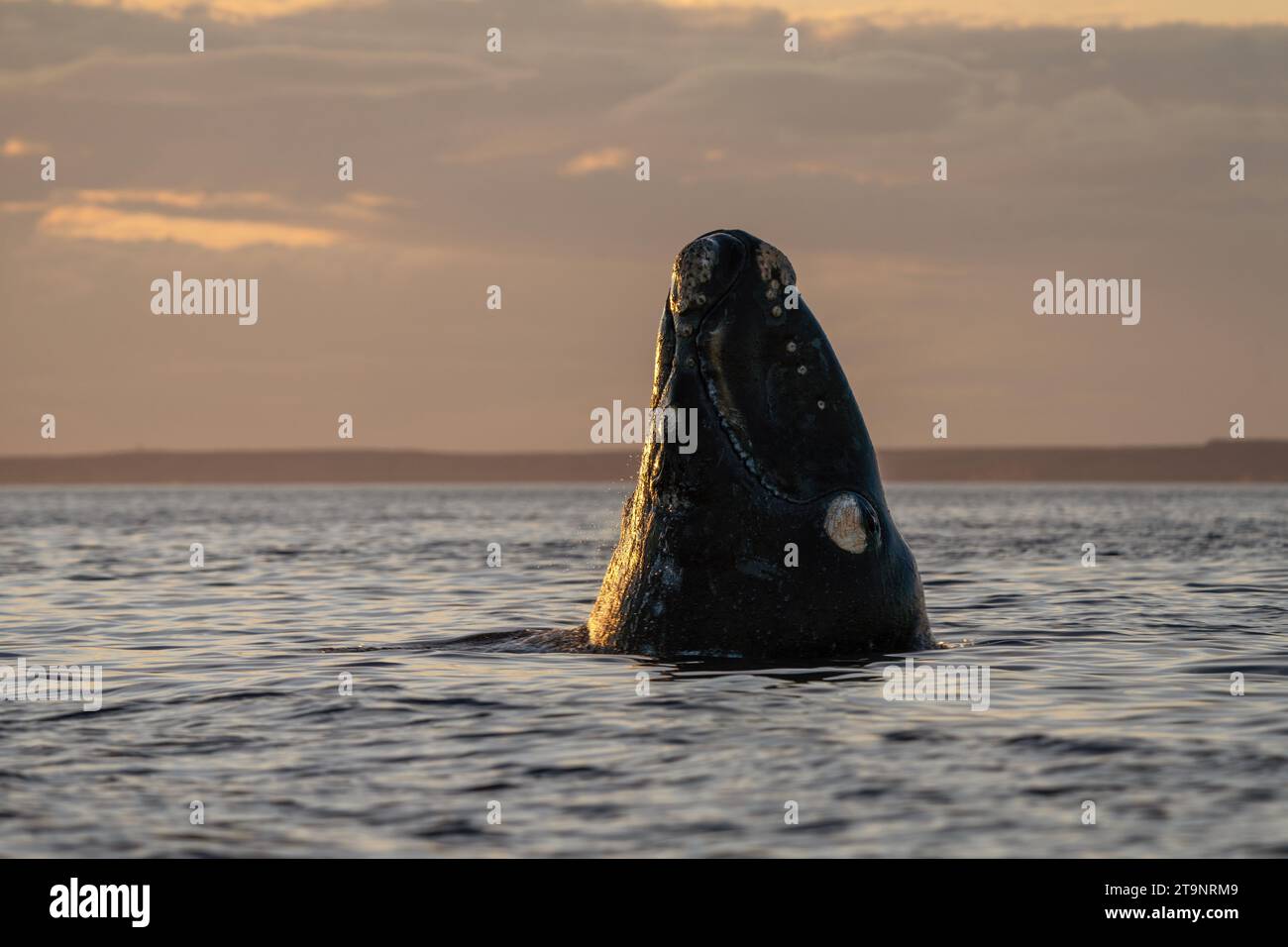 Southern right whale is breaching around the Valdés peninsula. Rare ...