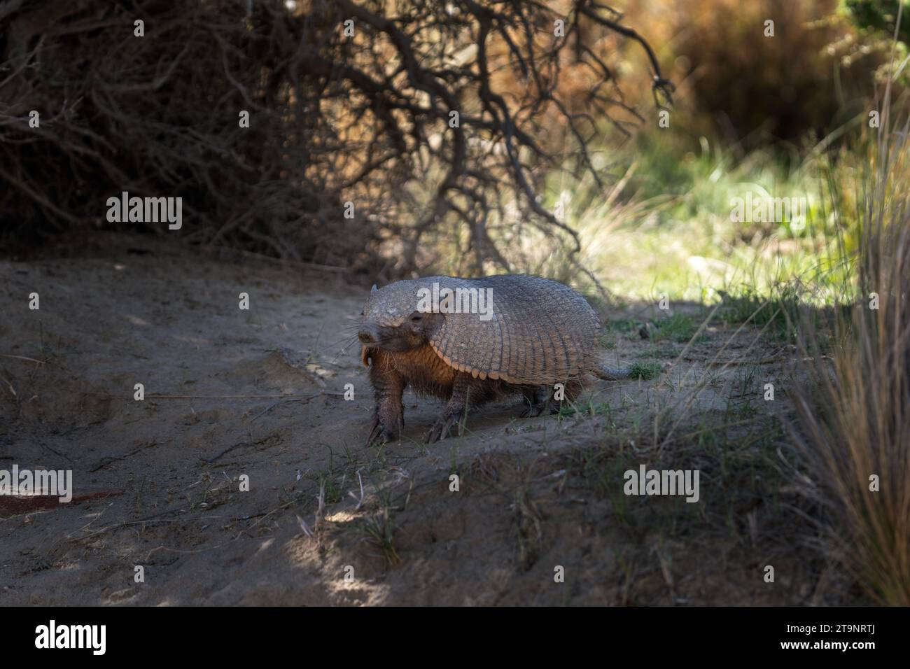 Armadillo burrow hi-res stock photography and images - Alamy