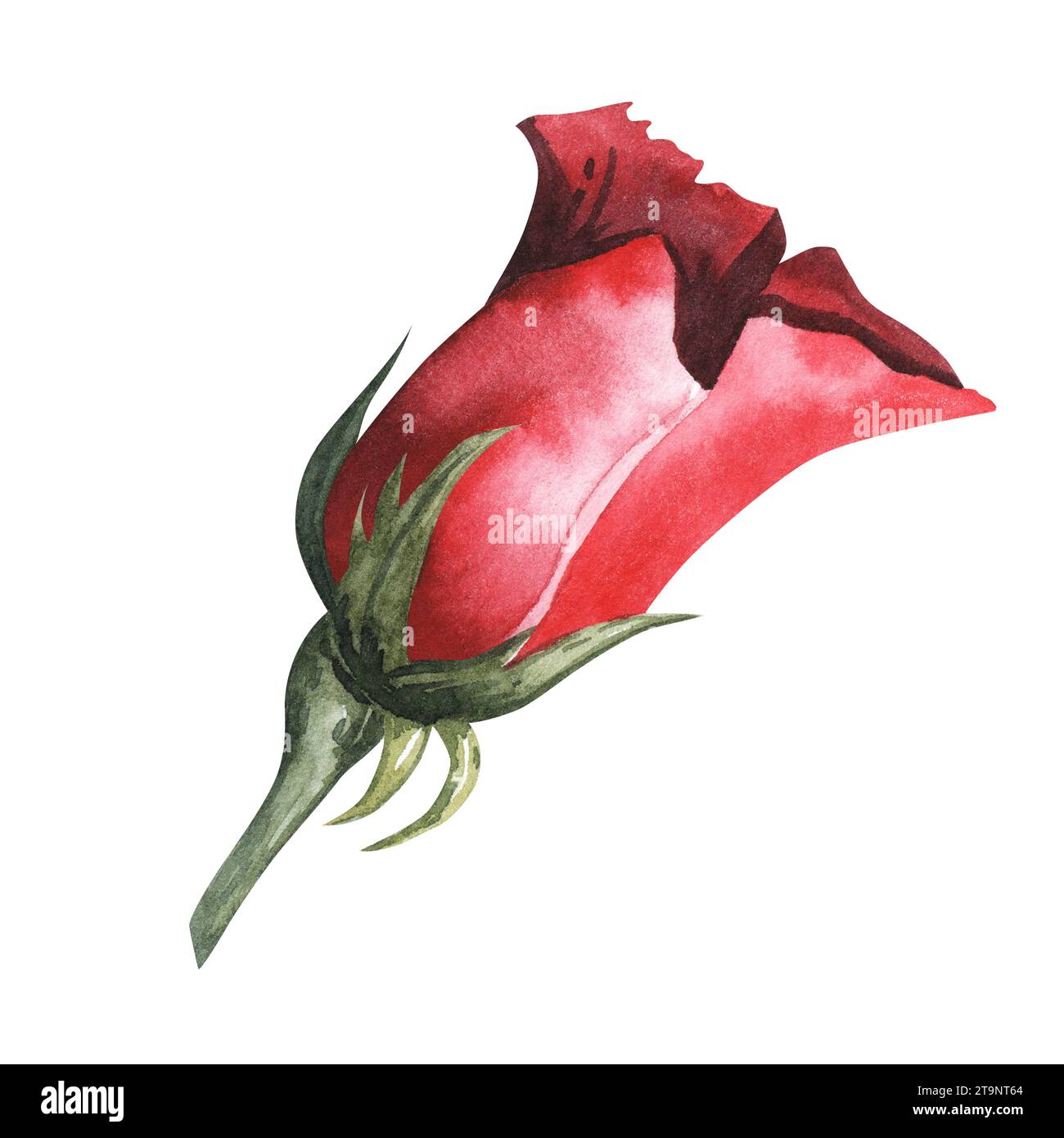 Red Rose Single Flower isolated watercolor illustration painting ...