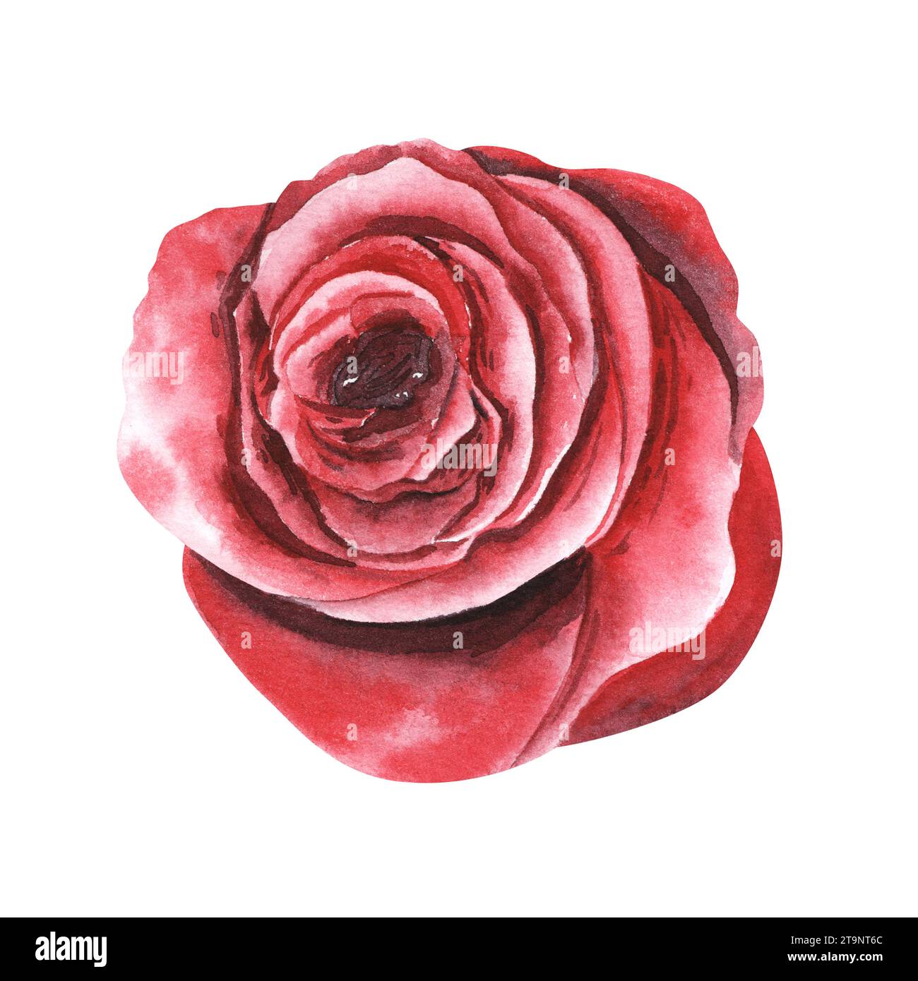 Red Rose Single Flower isolated watercolor illustration painting ...