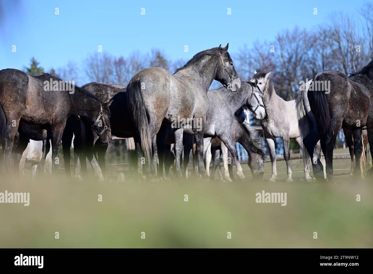 Lipizzaner stud farm in Piber in Styria - Lipizzaners have been bred ...