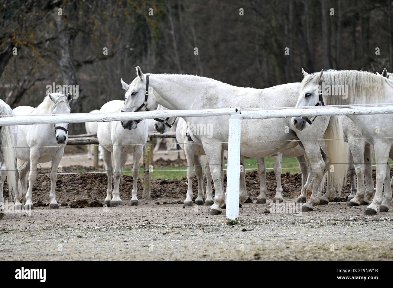 Lipizzaner stud farm in Piber in Styria - Lipizzaners have been bred ...
