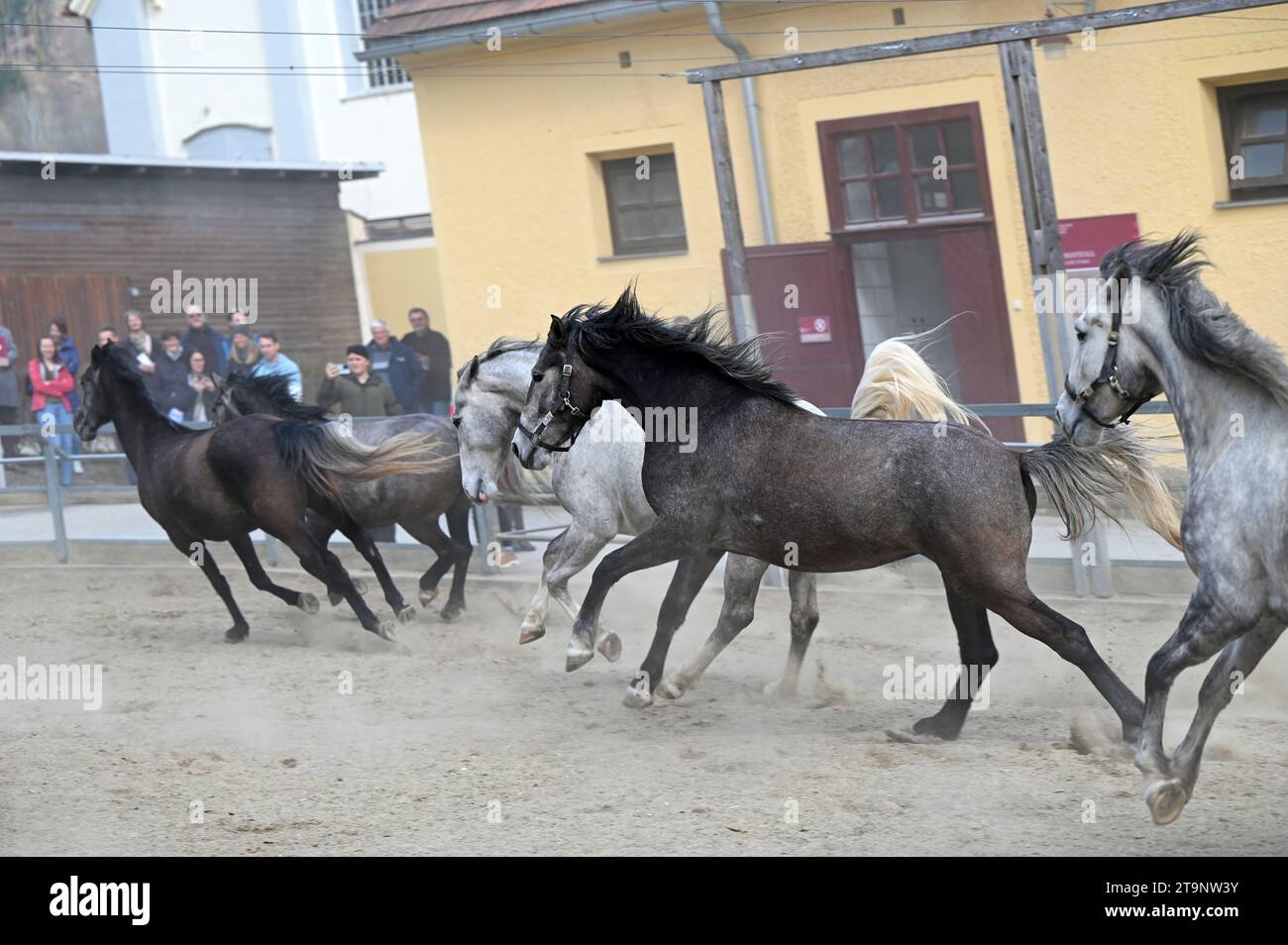 Lipizzaner stud farm in Piber in Styria - Lipizzaners have been bred ...