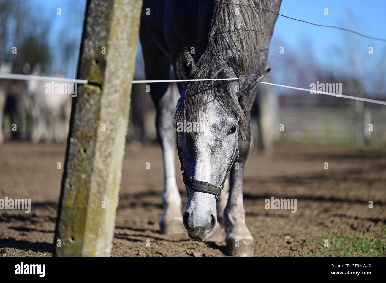 Lipizzaner stud farm in Piber in Styria - Lipizzaners have been bred ...