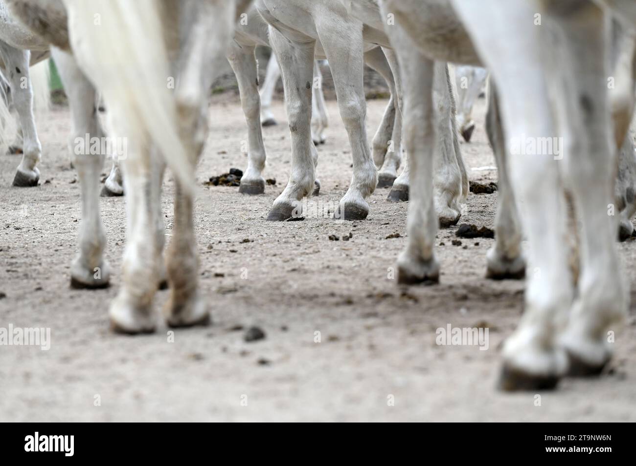Lipizzaner stud farm in Piber in Styria - Lipizzaners have been bred ...