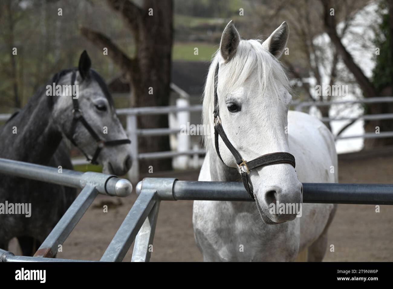 Lipizzaner stud farm in Piber in Styria - Lipizzaners have been bred ...