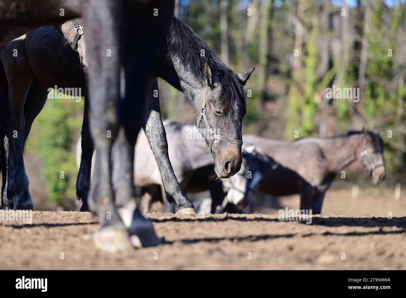Lipizzaner stud farm in Piber in Styria - Lipizzaners have been bred ...