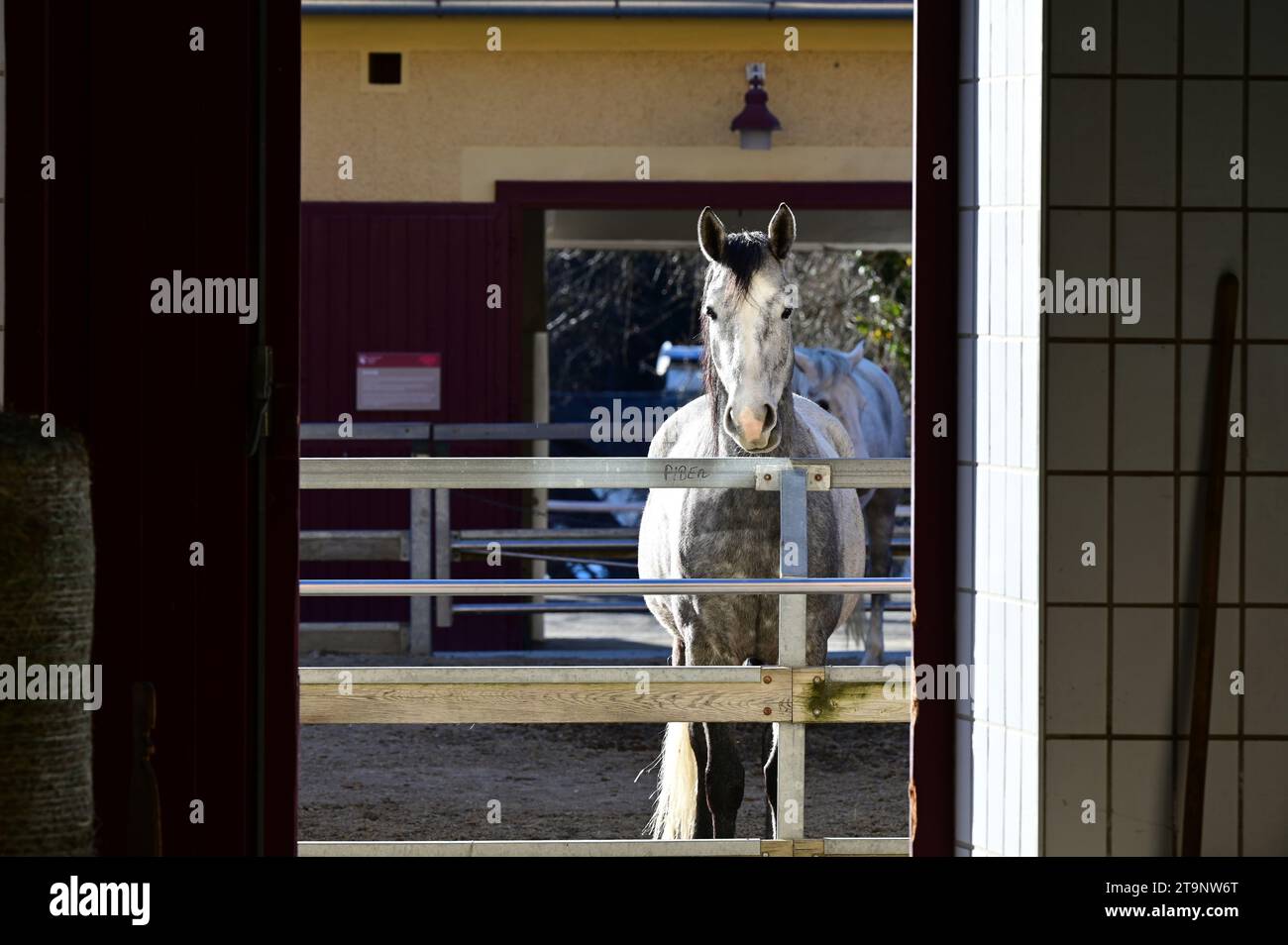 Lipizzaner stud farm in Piber in Styria - Lipizzaners have been bred ...