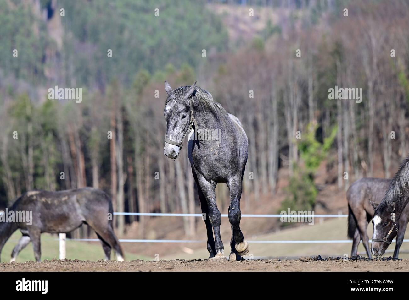 Lipizzaner stud farm in Piber in Styria - Lipizzaners have been bred ...