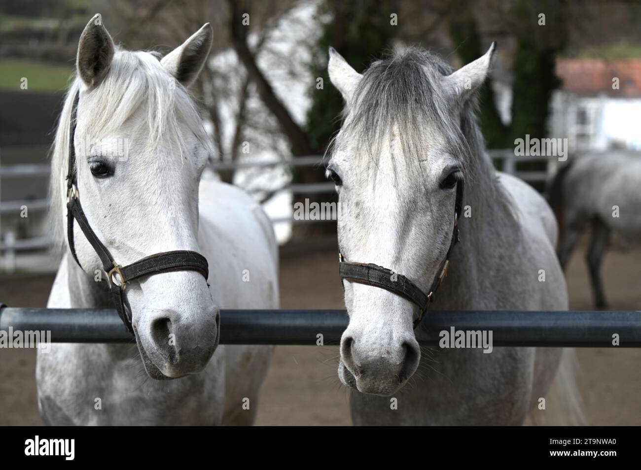 Lipizzaner stud farm in Piber in Styria - Lipizzaners have been bred ...