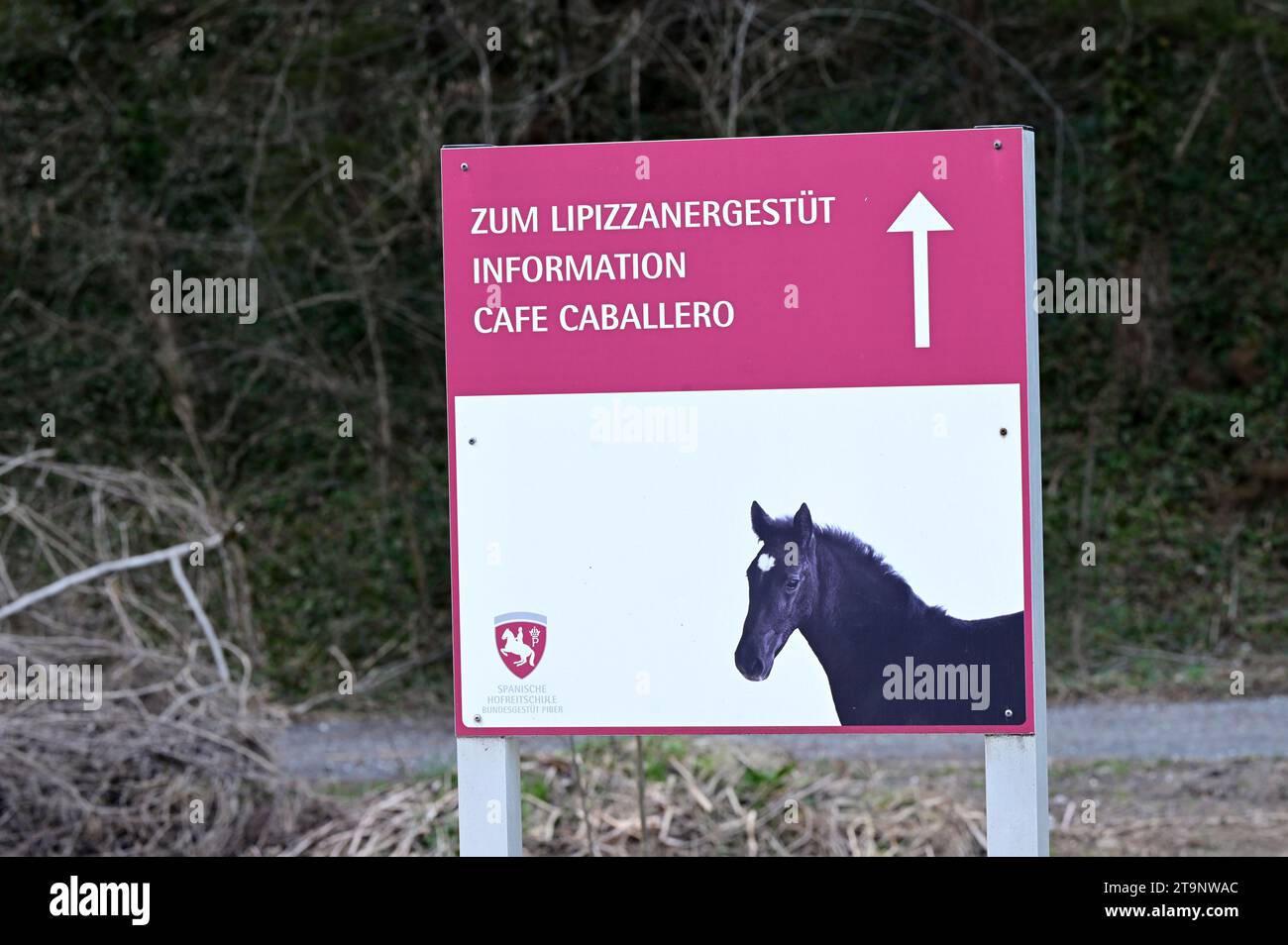 Lipizzaner stud farm in Piber in Styria - Lipizzaners have been bred ...