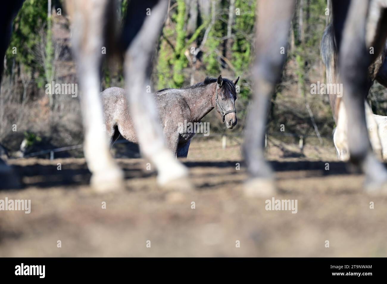Lipizzaner stud farm in Piber in Styria - Lipizzaners have been bred ...