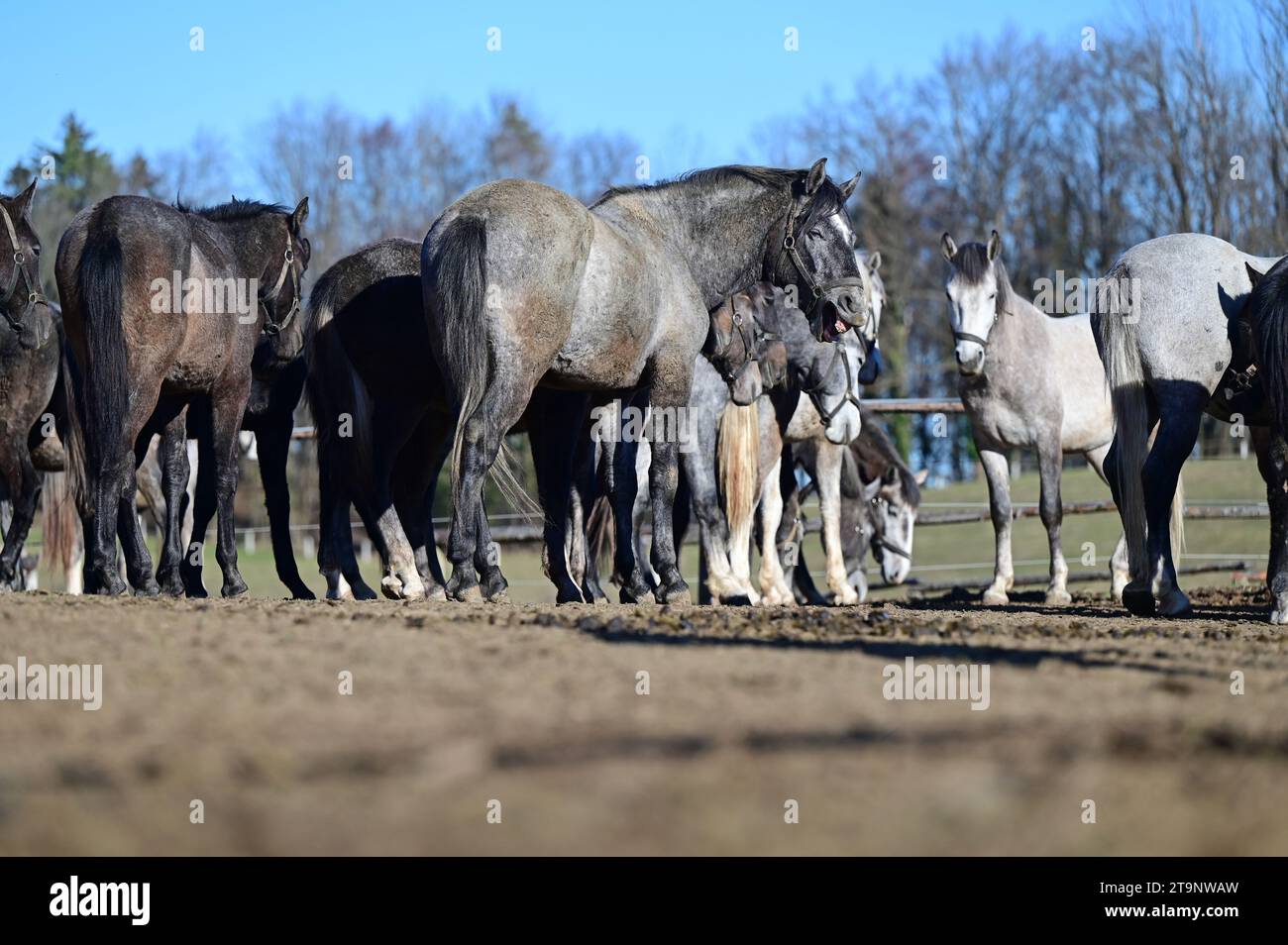 Lipizzaner stud farm in Piber in Styria - Lipizzaners have been bred ...