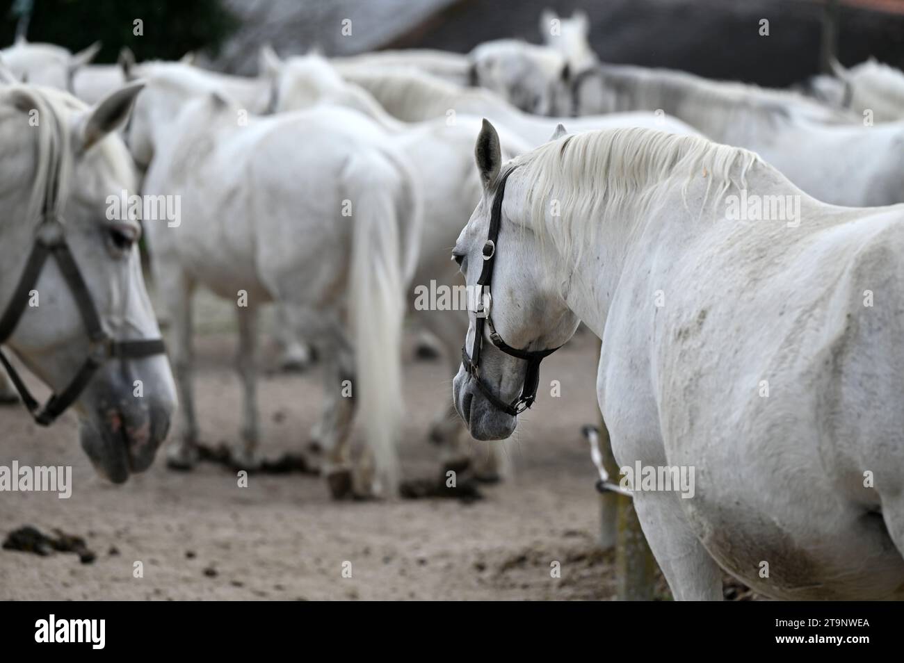 Lipizzaner stud farm in Piber in Styria - Lipizzaners have been bred ...
