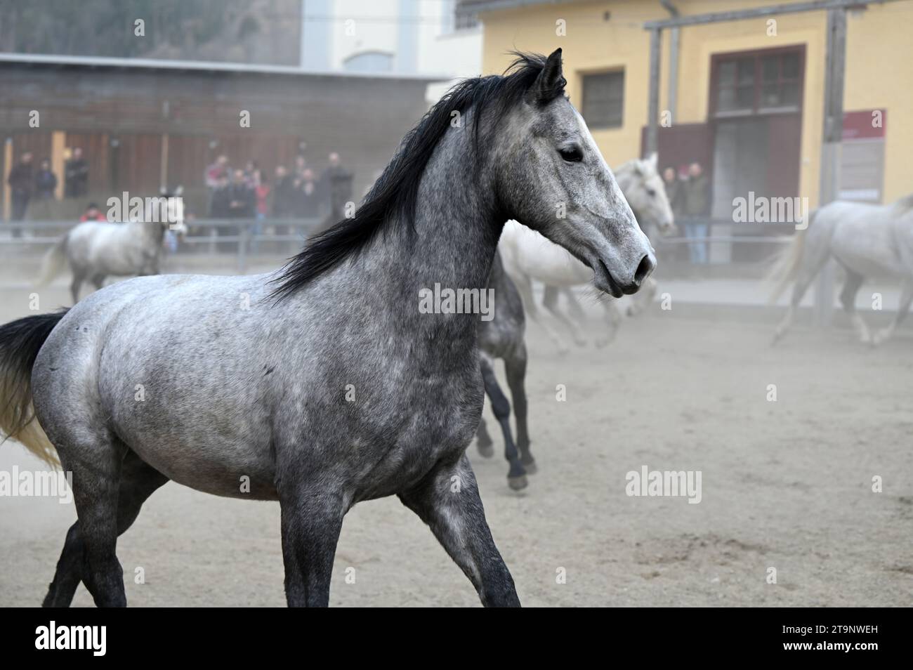Lipizzaner stud farm in Piber in Styria - Lipizzaners have been bred ...