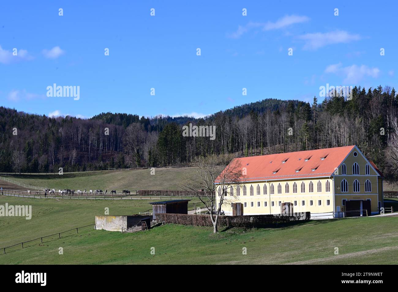 Lipizzaner stud farm in Piber in Styria - Lipizzaners have been bred ...