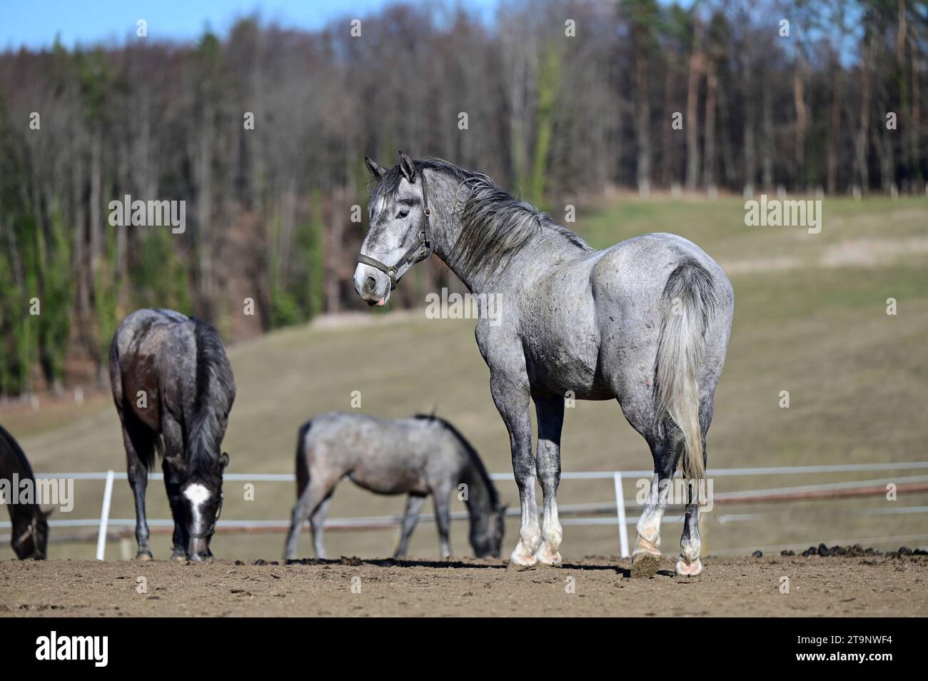 Lipizzaner stud farm in Piber in Styria - Lipizzaners have been bred ...