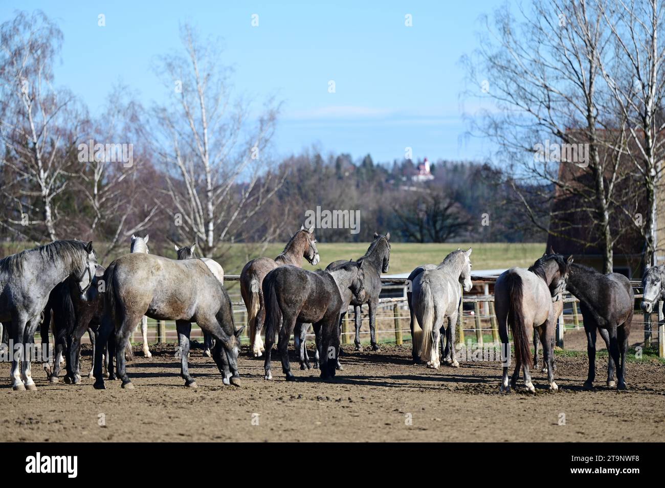 Lipizzaner stud farm in Piber in Styria - Lipizzaners have been bred ...