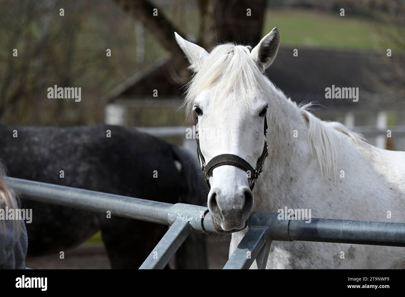 Lipizzaner stud farm in Piber in Styria - Lipizzaners have been bred ...