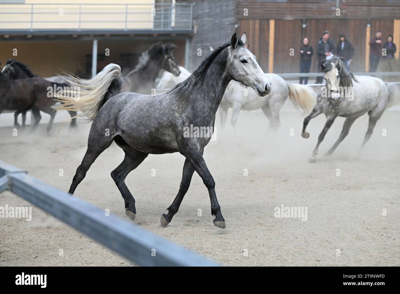 Lipizzaner stud farm in Piber in Styria - Lipizzaners have been bred ...