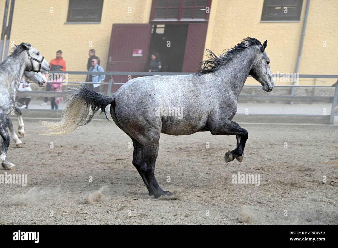 Lipizzaner stud farm in Piber in Styria - Lipizzaners have been bred ...