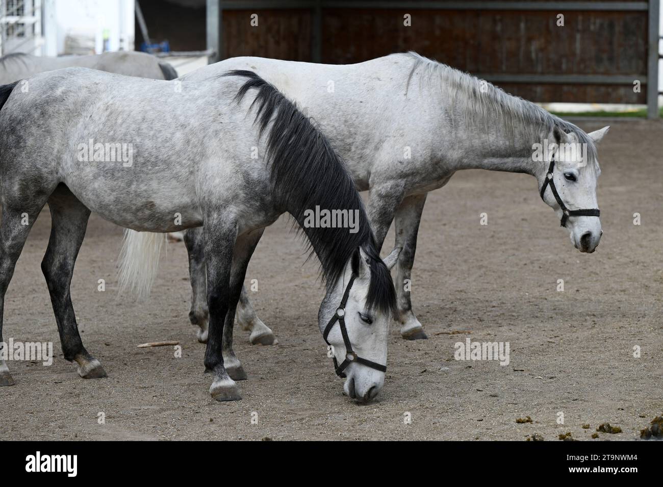 Lipizzaner stud farm in Piber in Styria - Lipizzaners have been bred ...