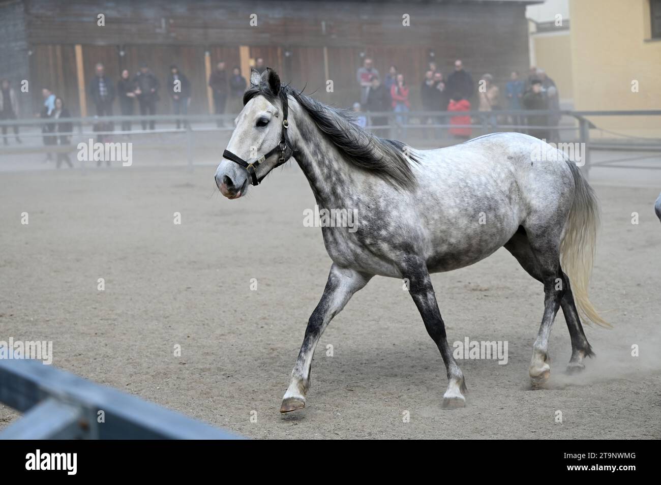 Lipizzaner stud farm in Piber in Styria - Lipizzaners have been bred ...