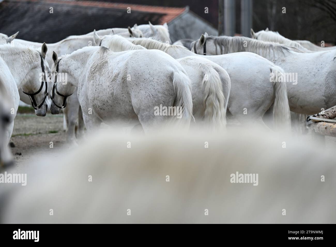 Lipizzaner stud farm in Piber in Styria - Lipizzaners have been bred ...