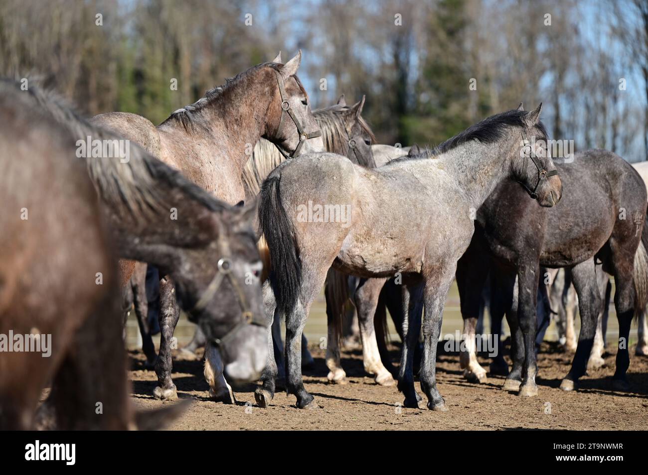 Lipizzaner stud farm in Piber in Styria - Lipizzaners have been bred ...