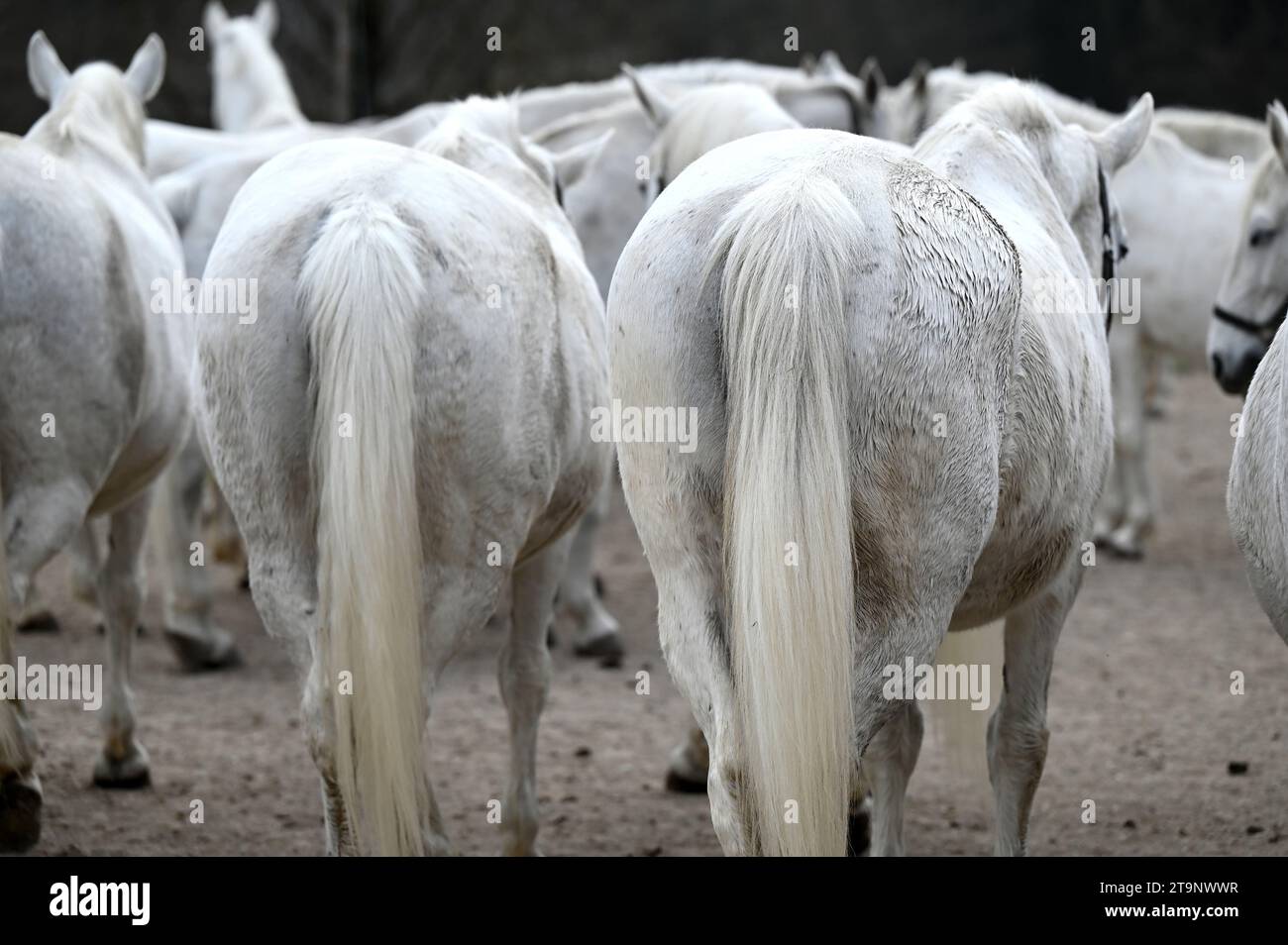 Lipizzaner stud farm in Piber in Styria - Lipizzaners have been bred ...