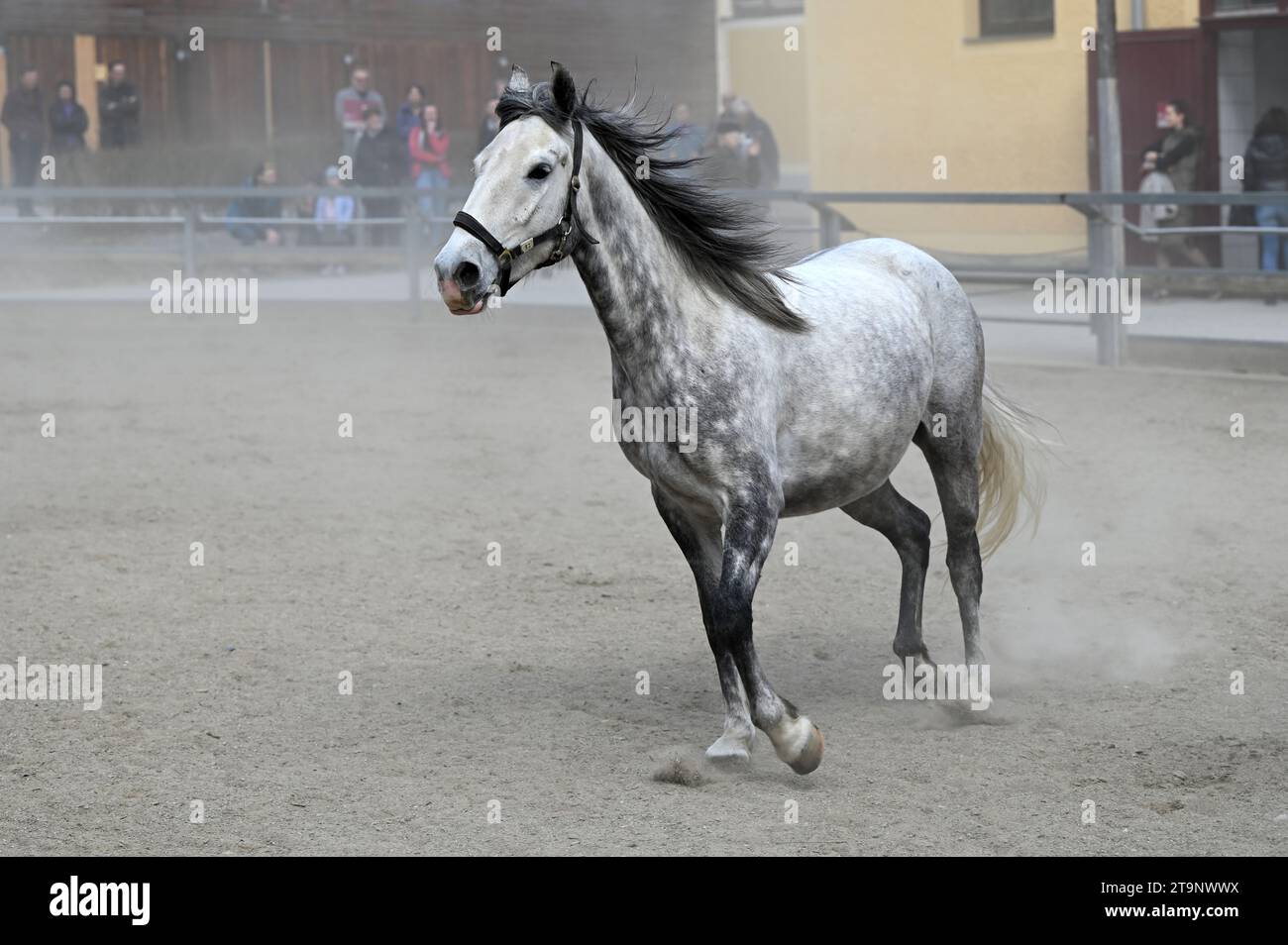 Lipizzaner stud farm in Piber in Styria - Lipizzaners have been bred ...