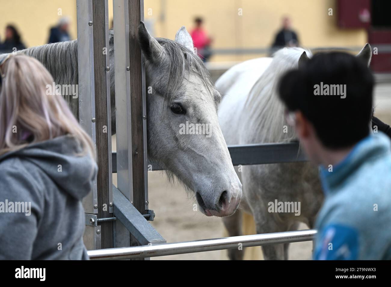 Lipizzaner stud farm in Piber in Styria - Lipizzaners have been bred ...