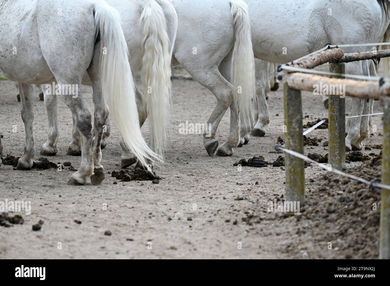 Lipizzaner stud farm in Piber in Styria - Lipizzaners have been bred ...