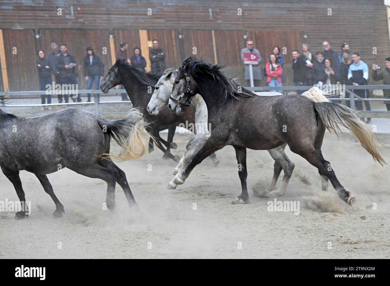 Lipizzaner stud farm in Piber in Styria - Lipizzaners have been bred ...