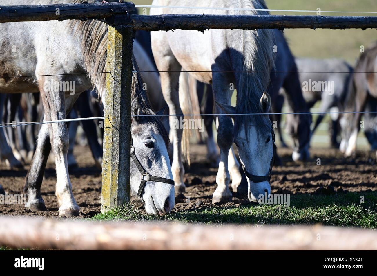 Lipizzaner stud farm in Piber in Styria - Lipizzaners have been bred ...